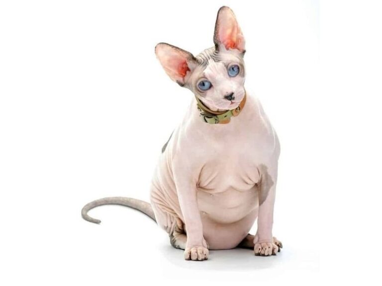 Fat sphynx cat - Breeds of Cat