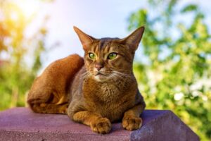 Domestic Cat Breeds Australia: Discover Your Perfect Feline - Breeds of Cat