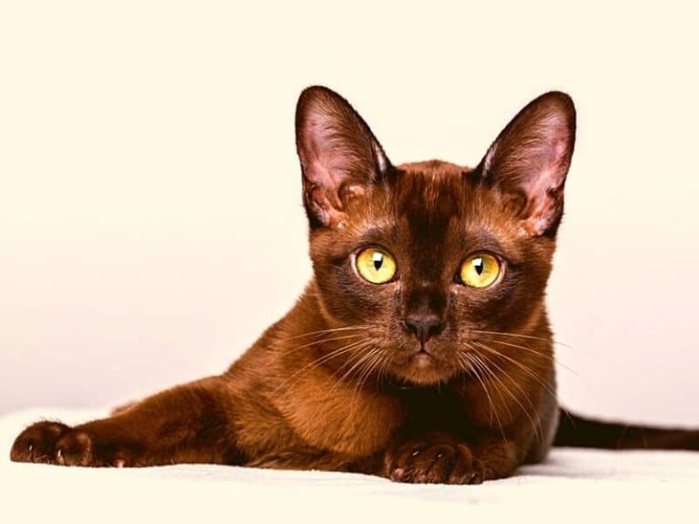 Domestic Cat Breeds Australia: Discover Your Perfect Feline - Breeds of Cat