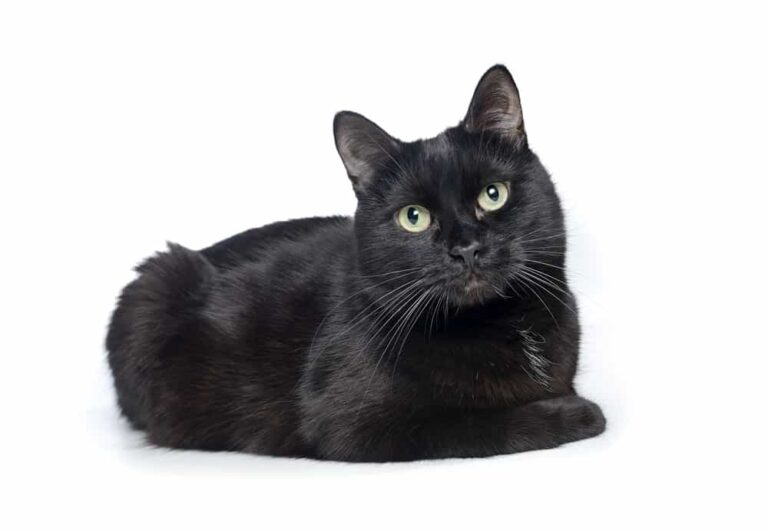 Biography of Bombay cat breed - Breeds of Cat