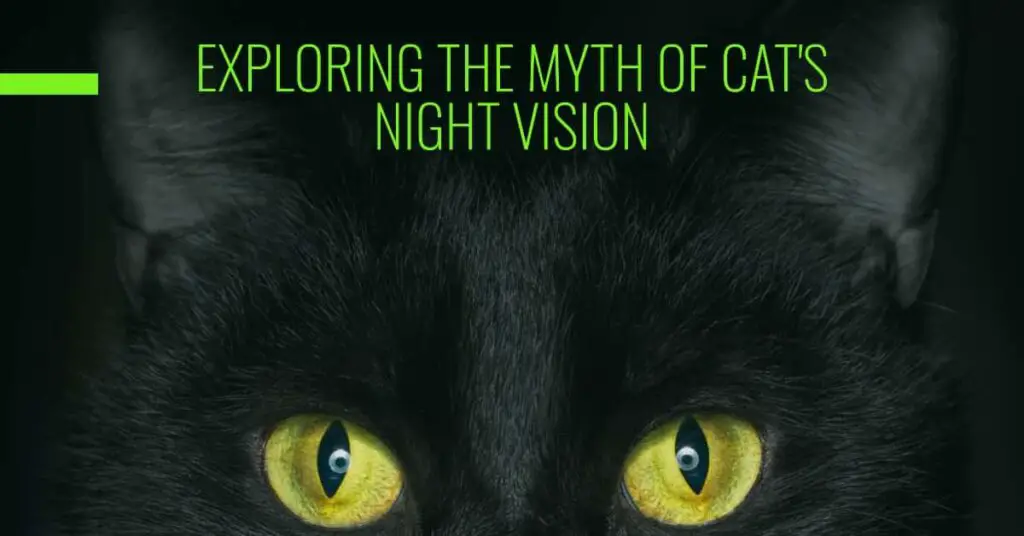 Can Cats See in the Dark? Exploring the Feline Superpower of Night ...