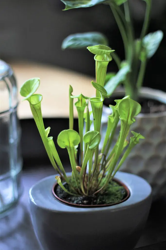 Are Pitcher Plants Toxic to Cats: Essential Safety Tips - Breeds of Cat