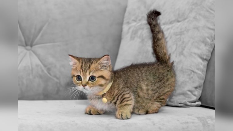 Munchkins Cat Breed: Adorable Traits & Care Tips Revealed - Breeds of Cat